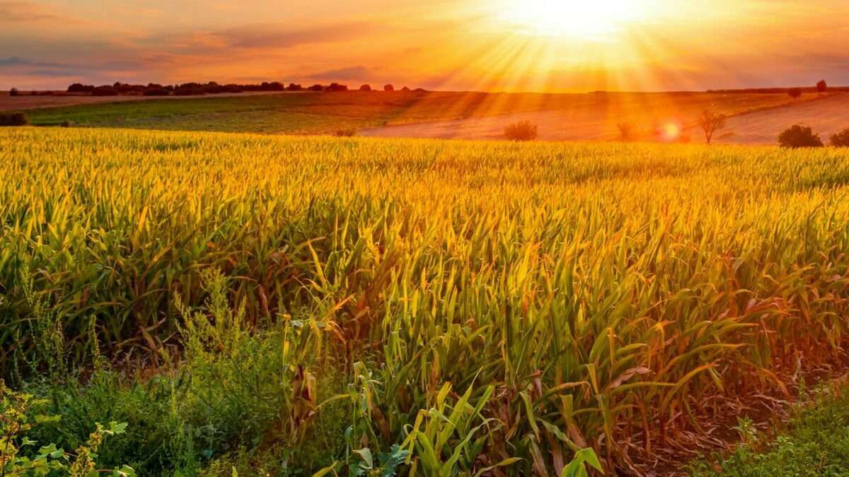 News Releases | Nebraska Corn Board