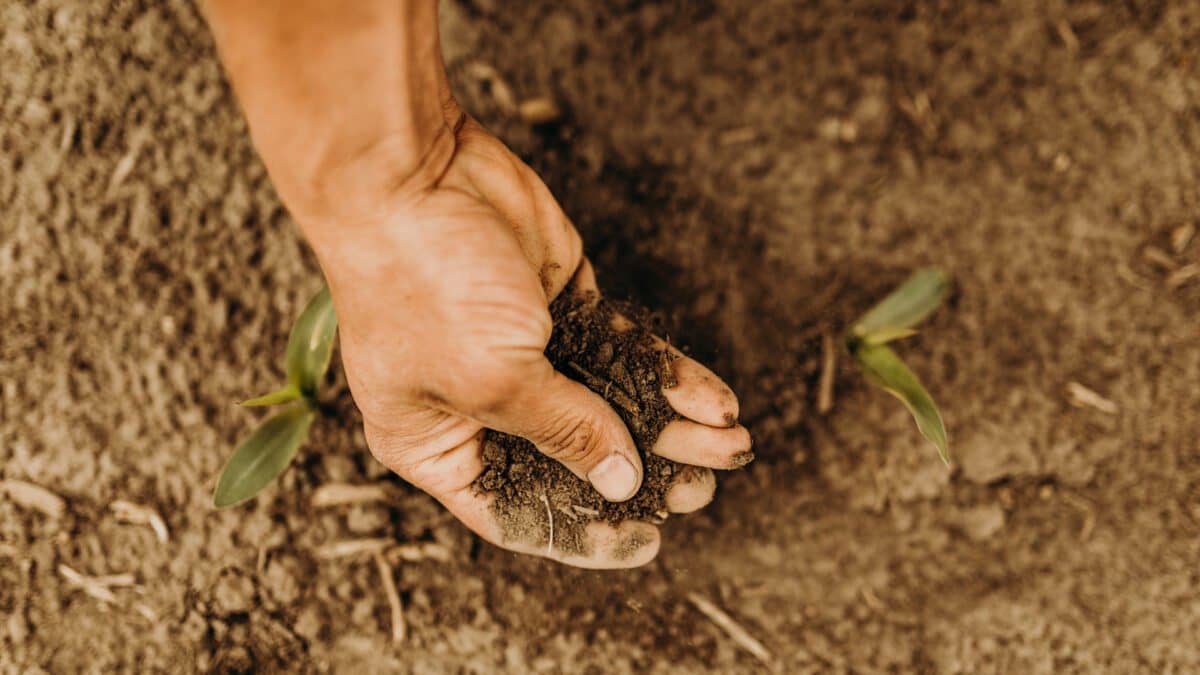 CornStalk Agriculture Publication | Nebraska Corn Board