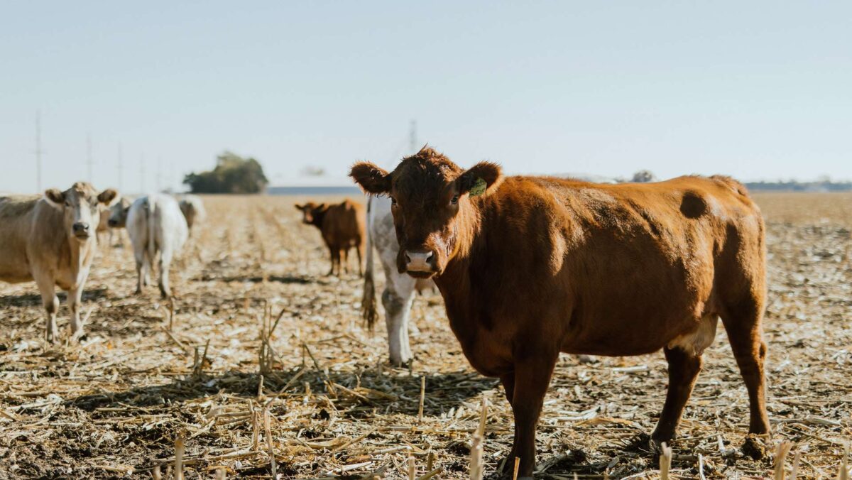 CornStalk Agriculture Publication | Nebraska Corn Board