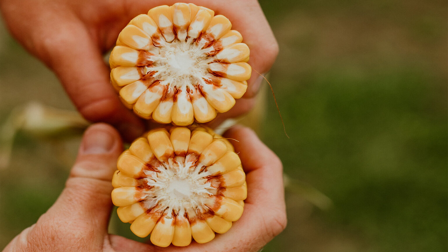 Corn Growth Stages Explained: The Life Cycle of Corn Plants