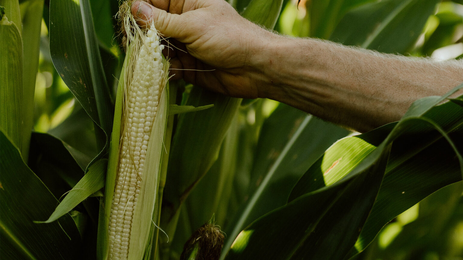 Corn Growth Stages Explained: The Life Cycle of Corn Plants