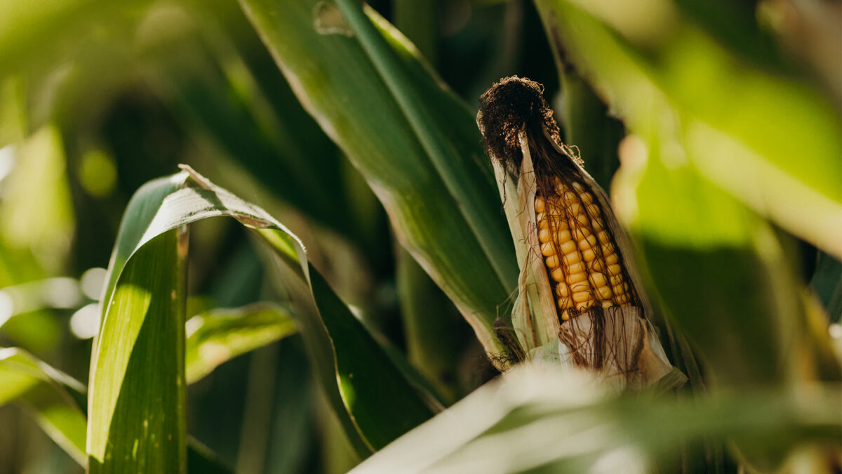 Corn Growth Stages Explained: The Life Cycle of Corn Plants