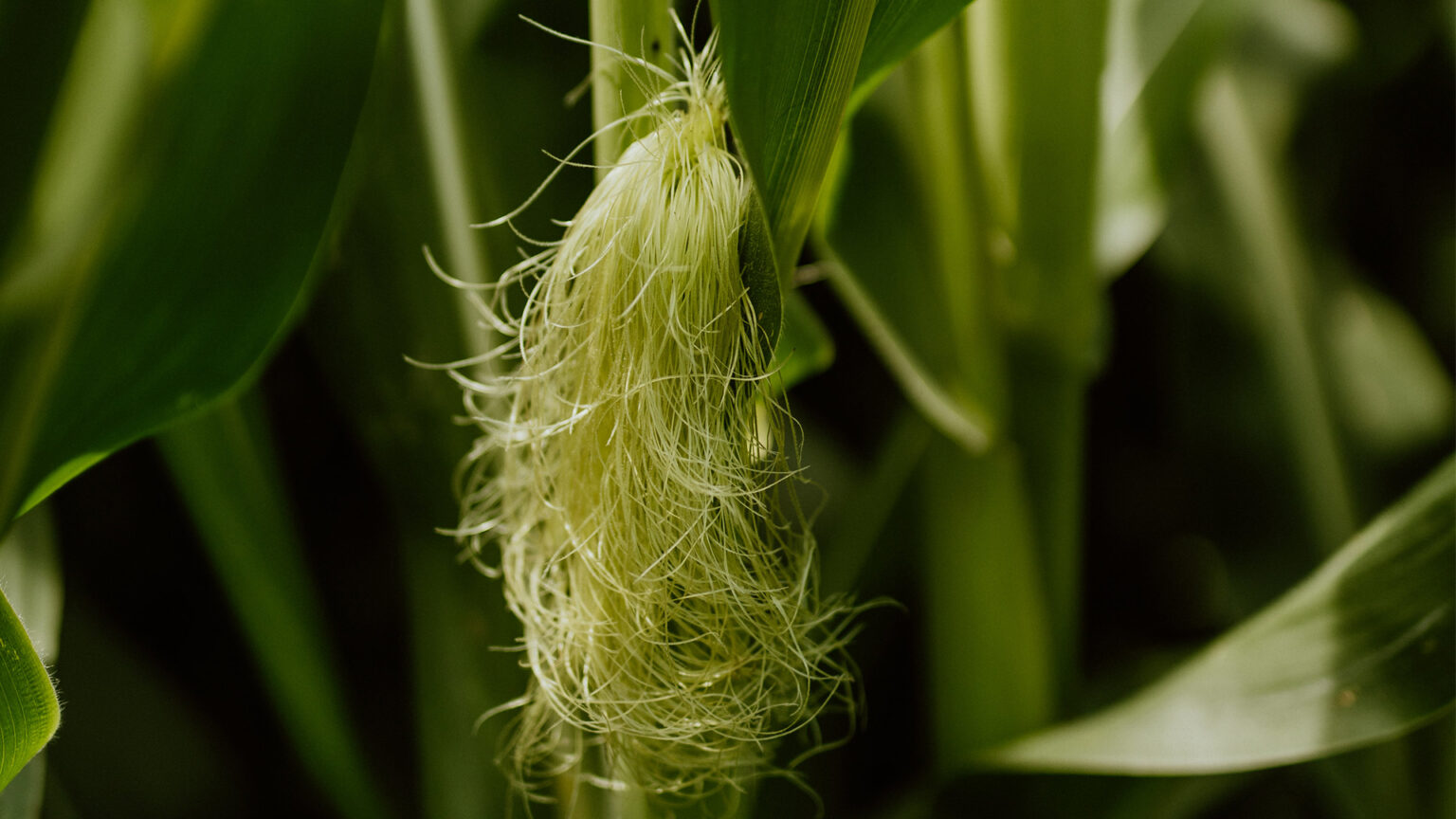 Corn Growth Stages Explained: The Life Cycle of Corn Plants