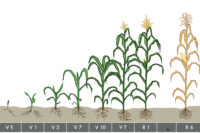 Corn Growth Stages Explained: The Life Cycle of Corn Plants