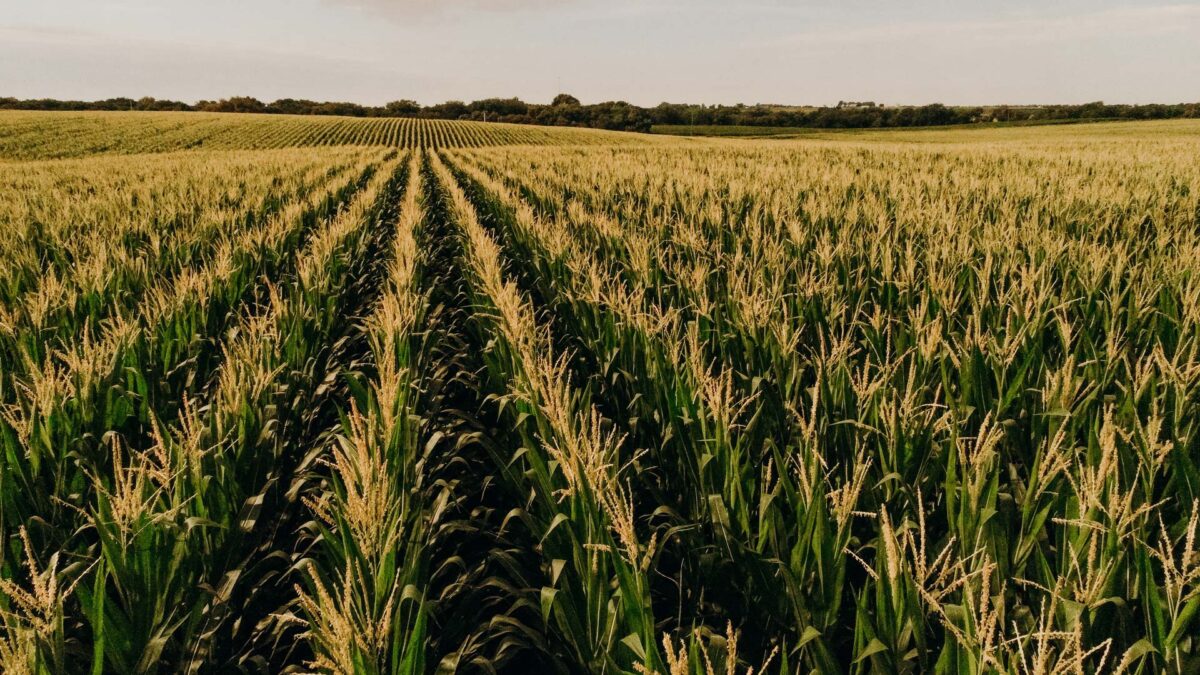 Field Corn vs. Sweet Corn | Nebraska Corn Board