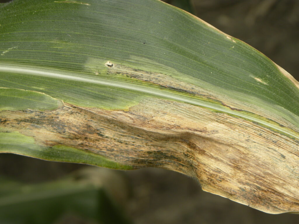 Corn Diseases: Treatment and Control