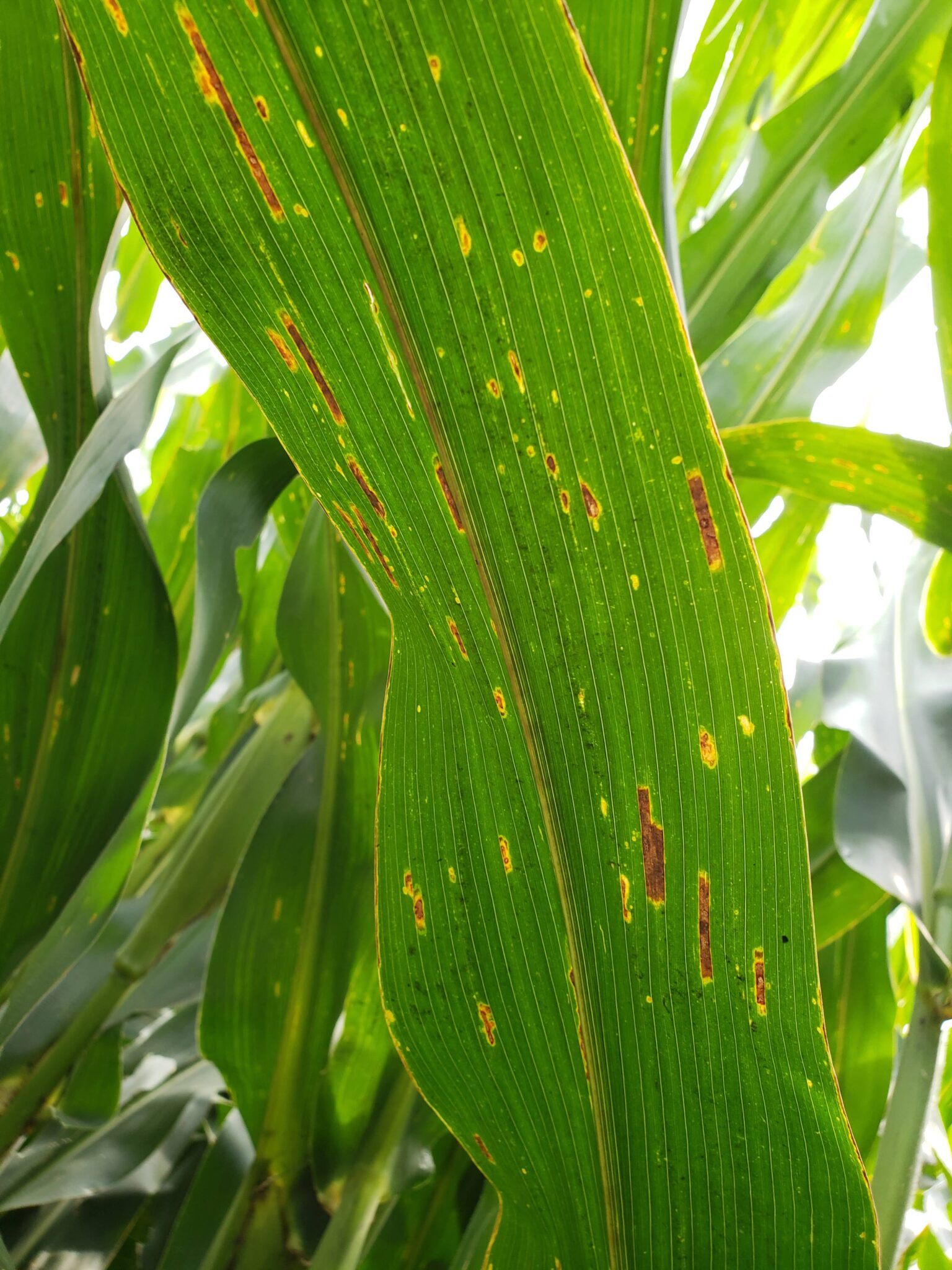 Corn Diseases: Treatment and Control