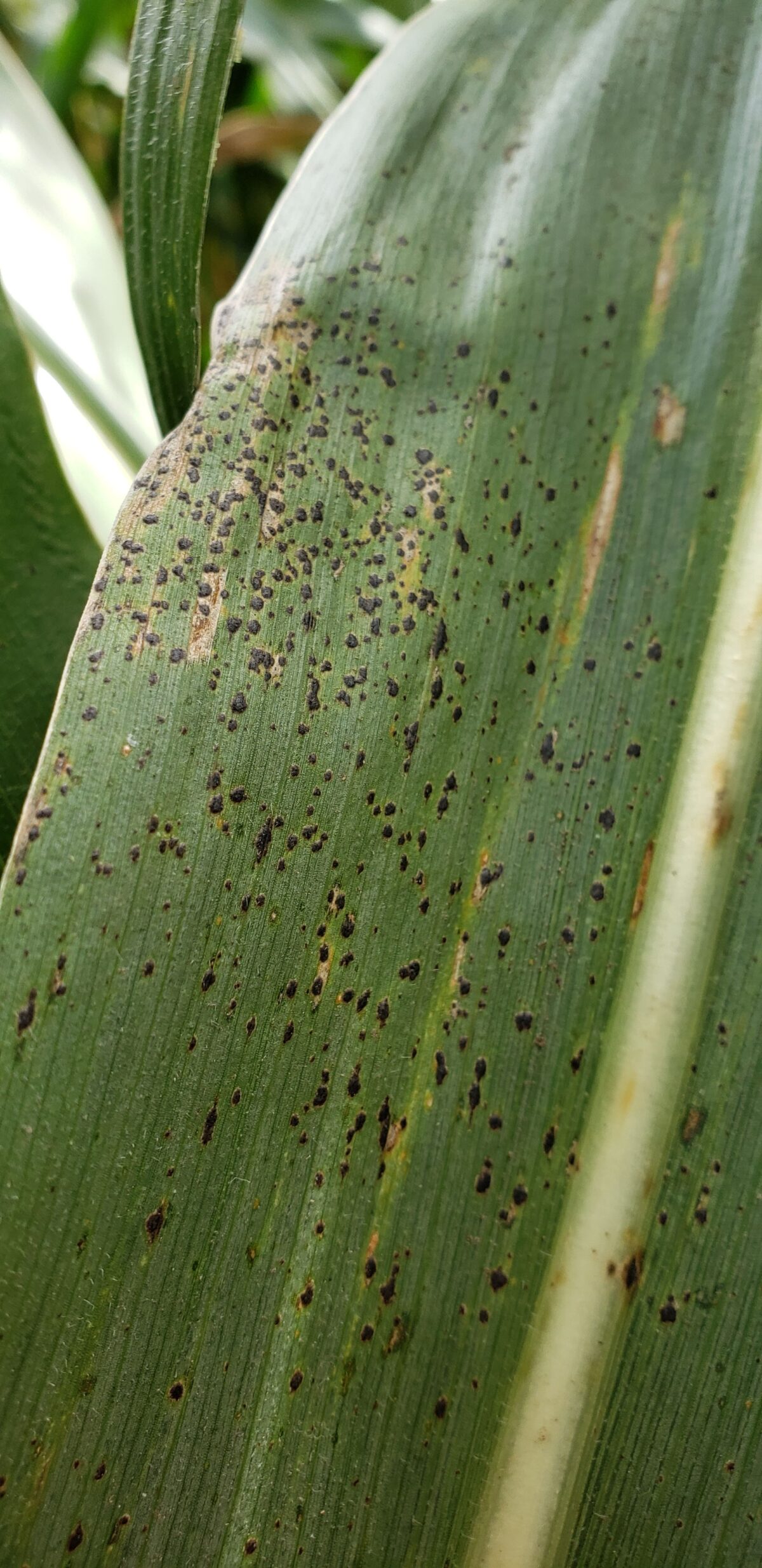Corn Diseases: Treatment and Control