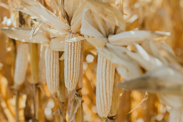 GMOs & Agricultural Biotechnology | Nebraska Corn Board